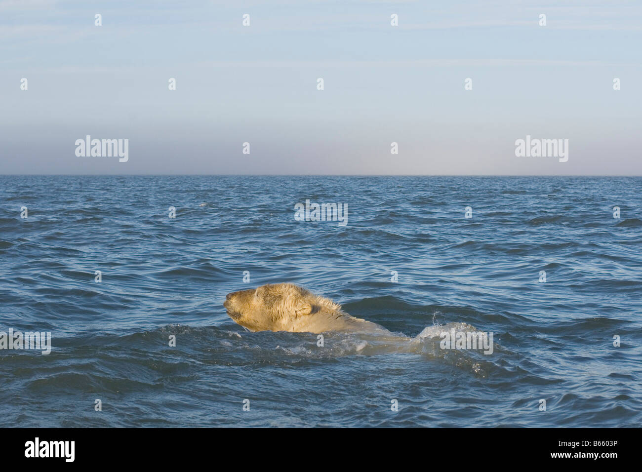 polar bear Ursus maritimus adult senior male, boar swimming in the ...