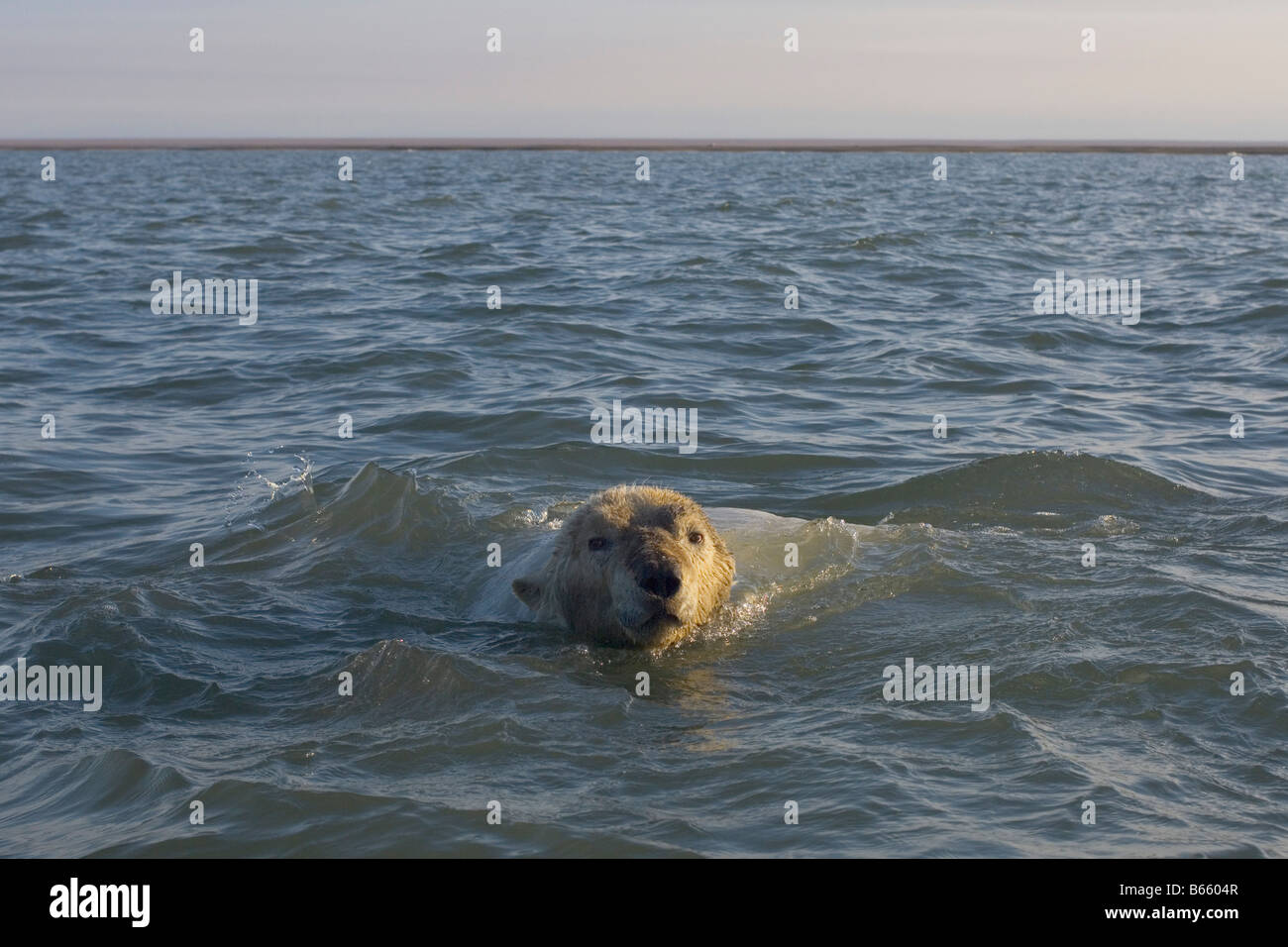polar bear Ursus maritimus adult senior male, boar swimming in the ...
