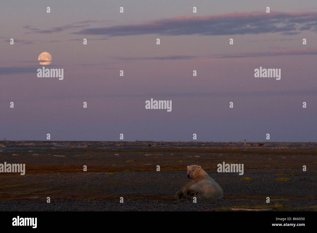 Moon bear cub hi-res stock photography and images - Alamy