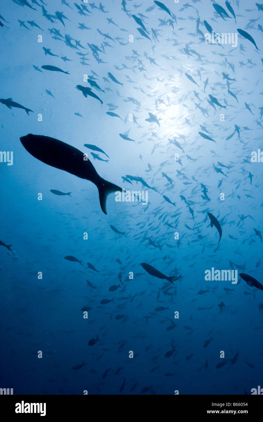 Ecuador Galapagos Islands Darwin Island Underwater view of schooling ...