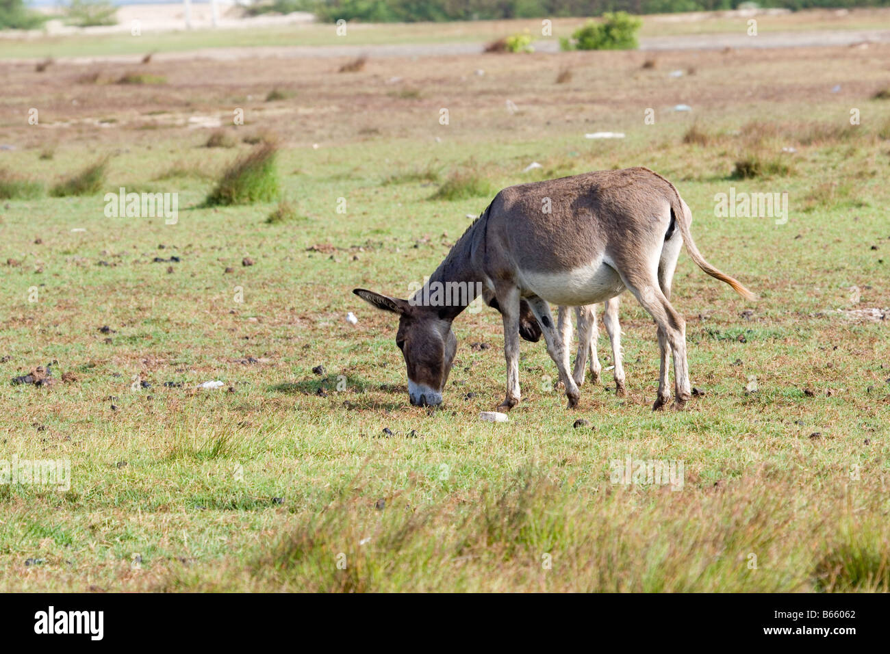 Wild Donkey at Kalpitiya, Sri Lanka Stock Photo - Alamy
