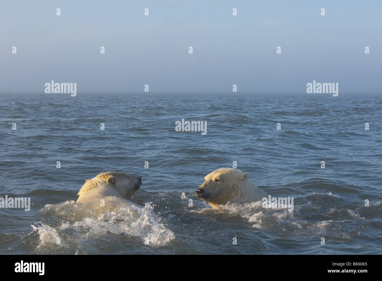 polar bear ,Ursus maritimusm, male, boar adults swimming in the coastal ...