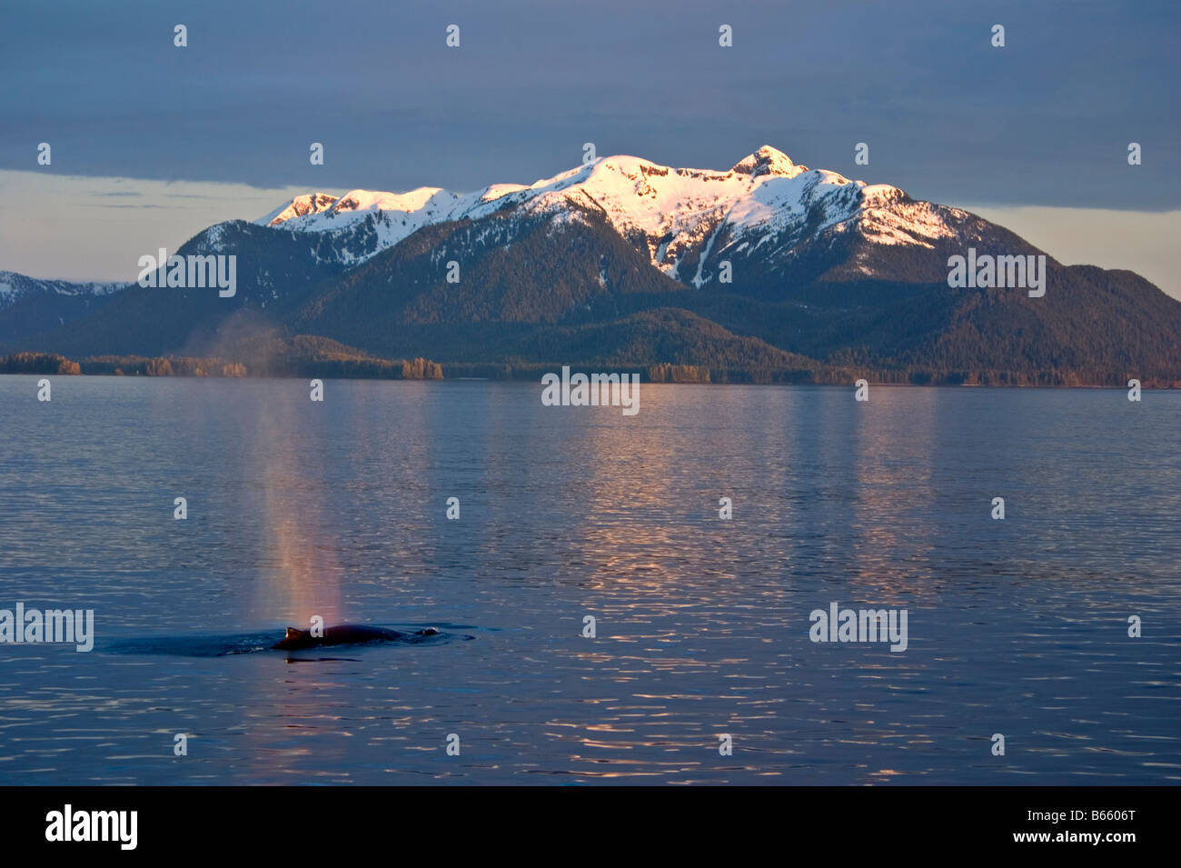 Humpback Whale, Frederick Sound, Alaska Stock Photo - Alamy