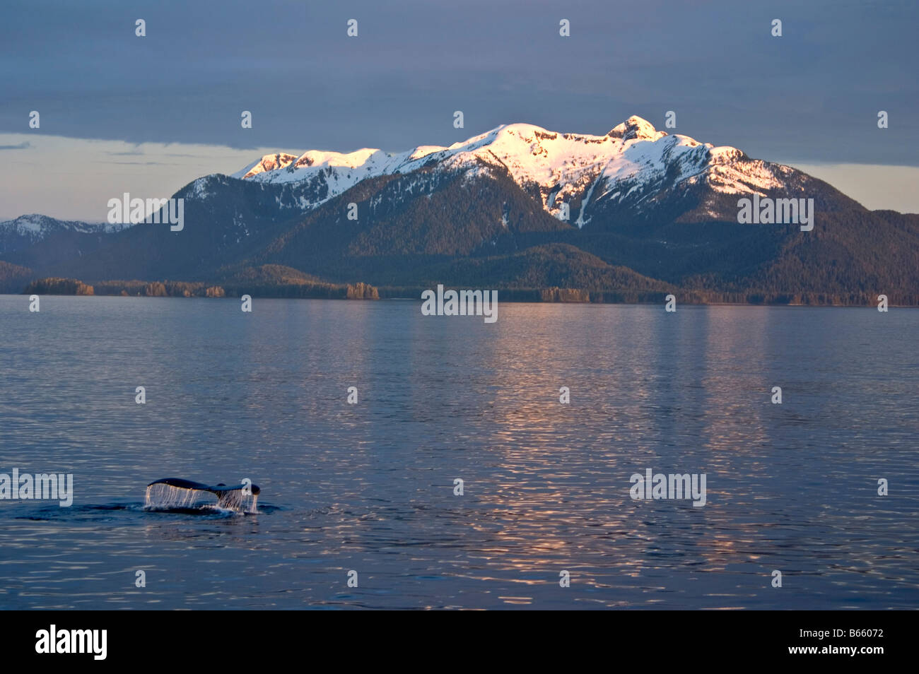 Humpback Whale, Frederick Sound, Alaska Stock Photo - Alamy