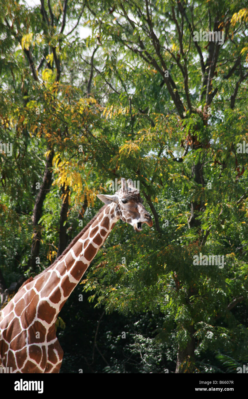 A giraffe in the trees Stock Photo - Alamy
