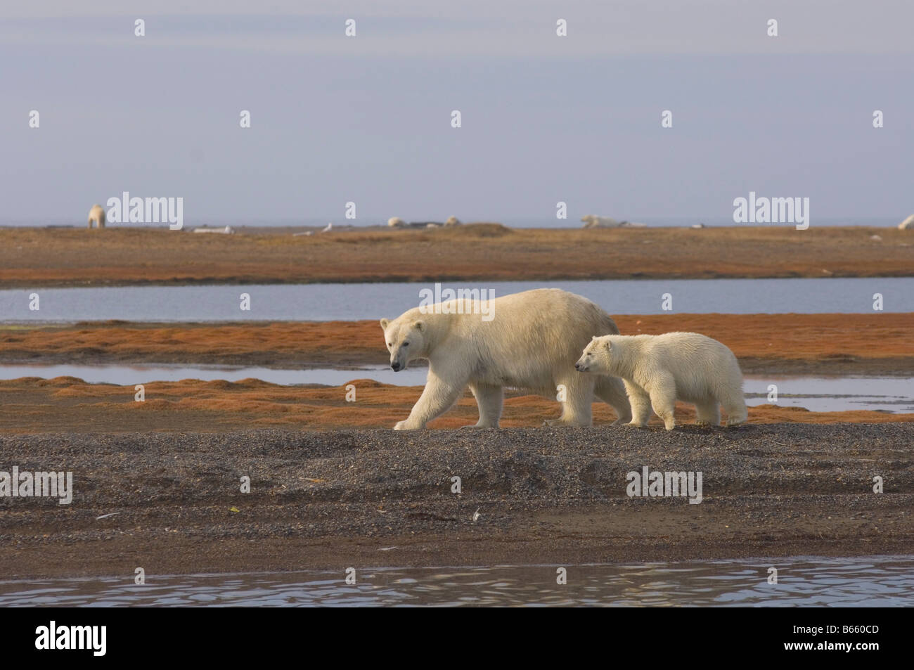 polar bear Ursus maritimus sow with cub walking along Bernard Spit ...