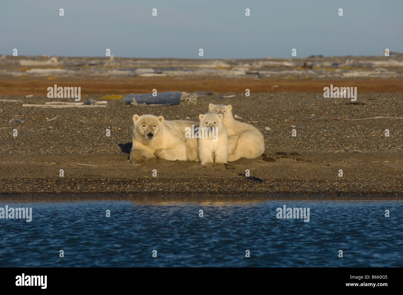 polar bear Ursus maritimus sow with cubs rest on Bernard Spit as they ...