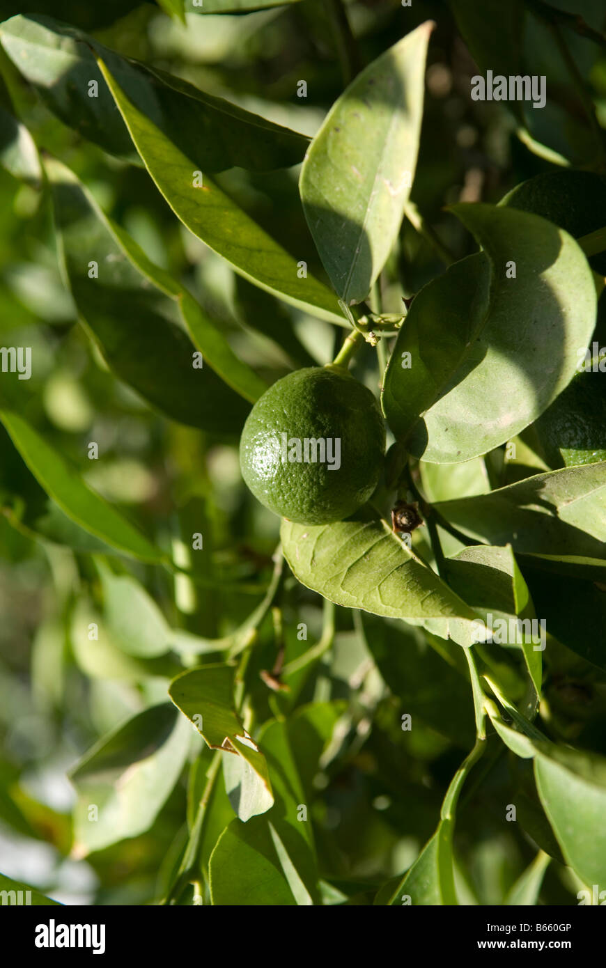 Green lemon tree Lebanon Middle East Stock Photo - Alamy