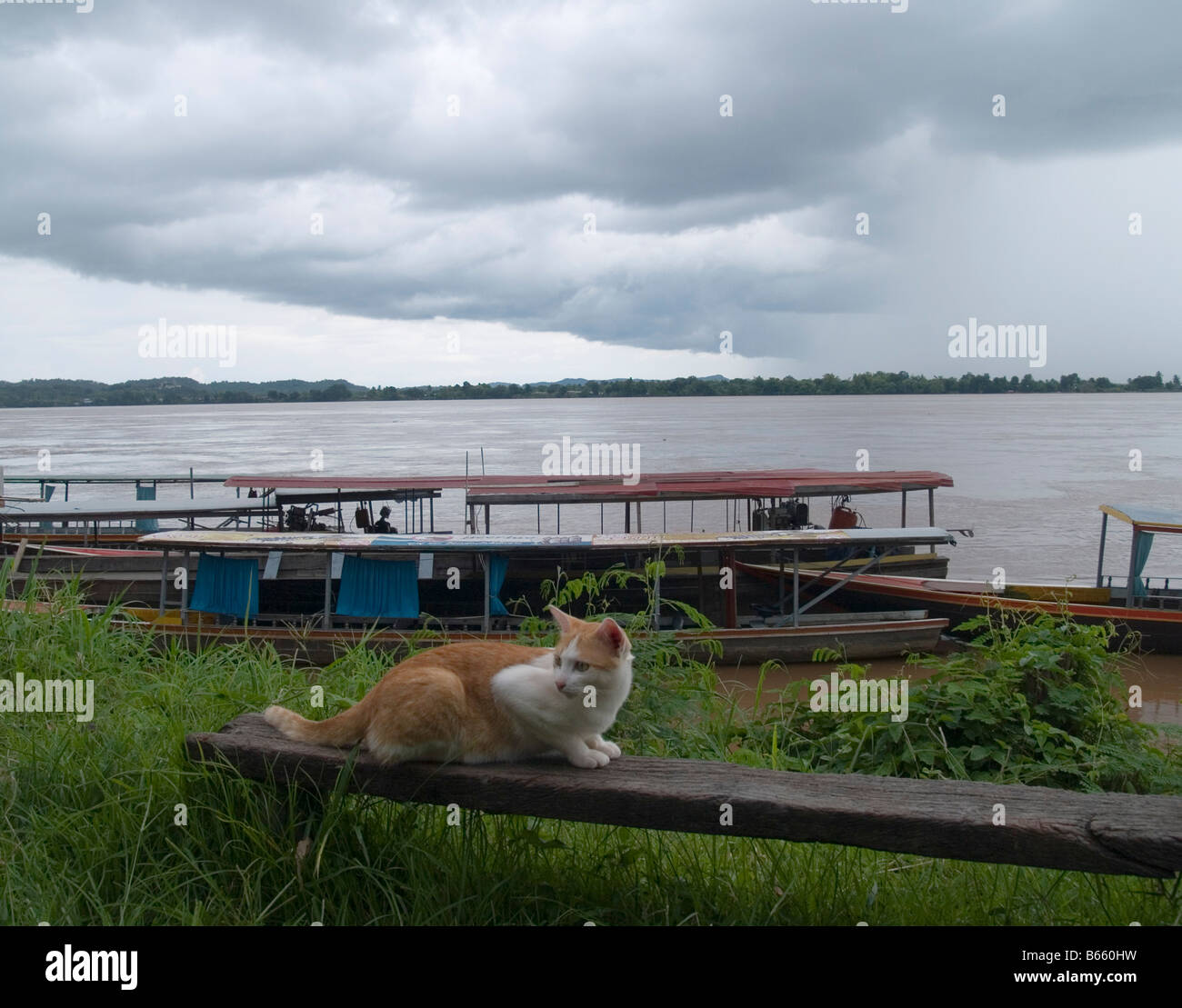 cat and a storm on the Mekong River in southern Laos Stock Photo - Alamy
