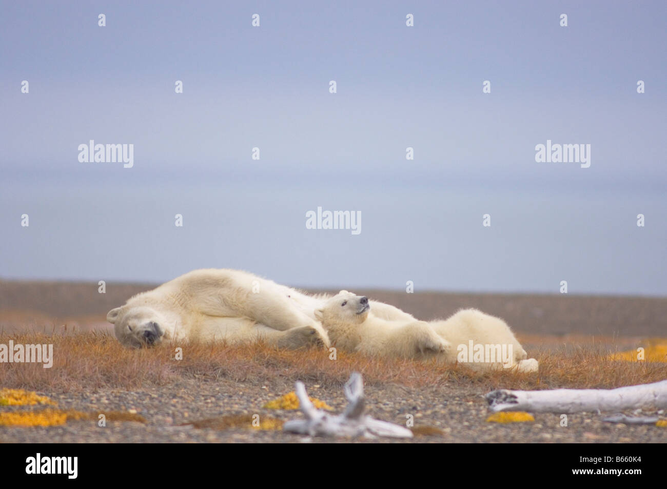 polar bear Ursus maritimus sow with cubs resting on Bernard Spit as ...