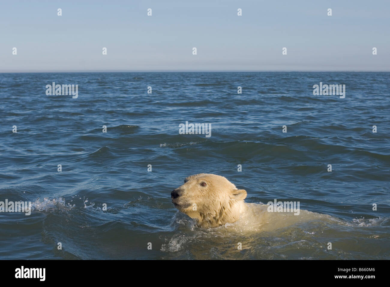 polar bear Ursus maritimus adult senior male, boar swimming in the ...