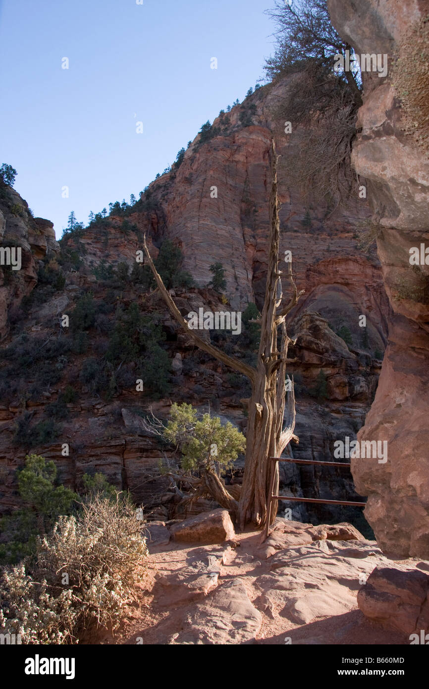 tree,rock and spot of sun Stock Photo - Alamy