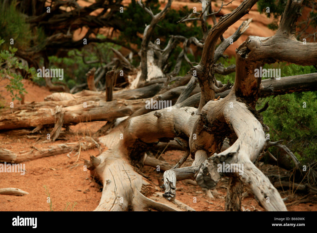 Felled tree trees hi-res stock photography and images - Alamy