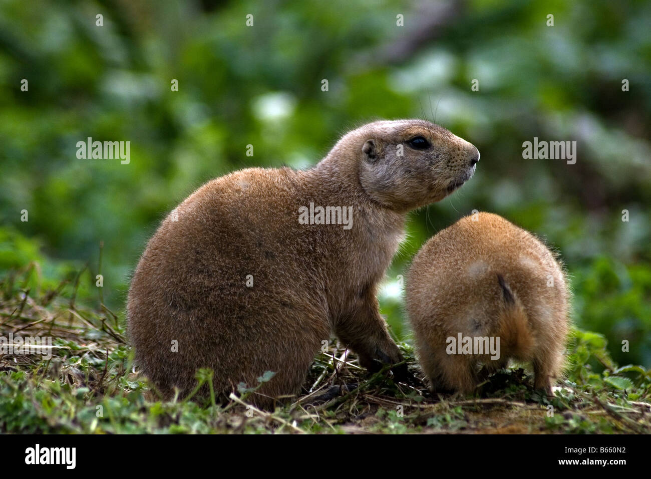 Prarie Dog pair Stock Photo - Alamy