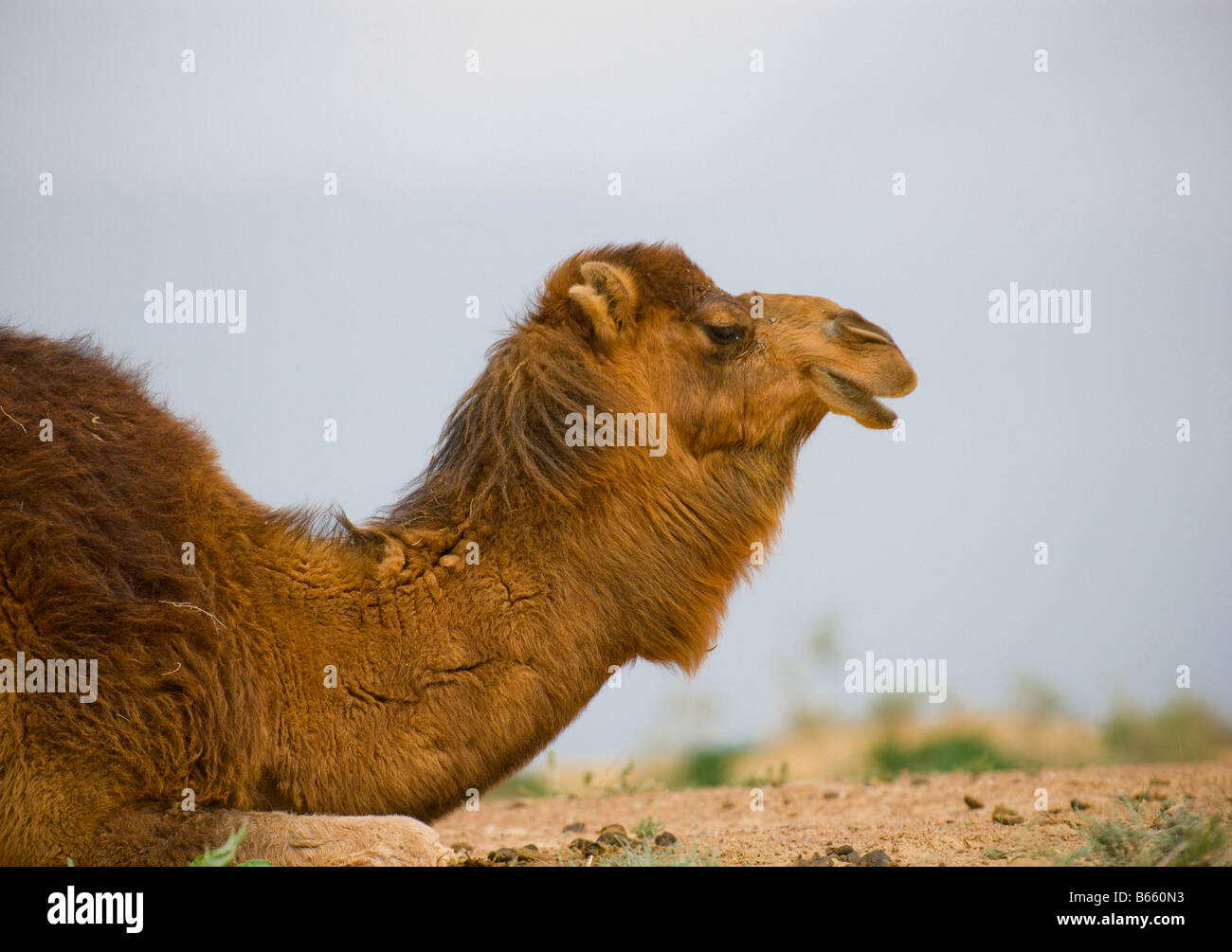 Close up image of camel Stock Photo - Alamy