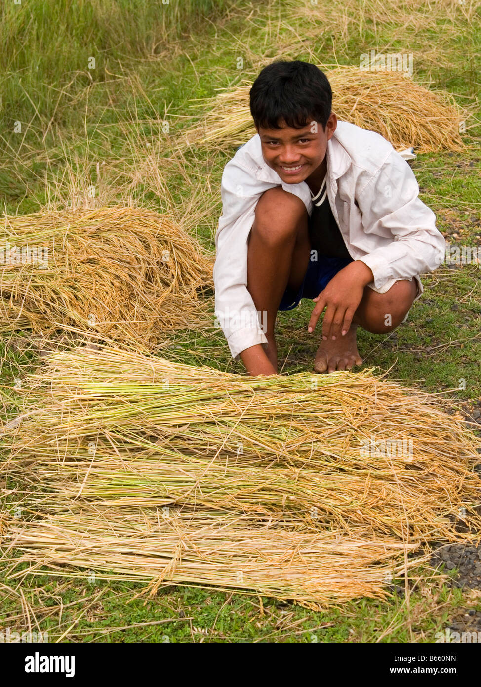 smiling boy works the rice harvest on Don Khong island in southern Laos ...