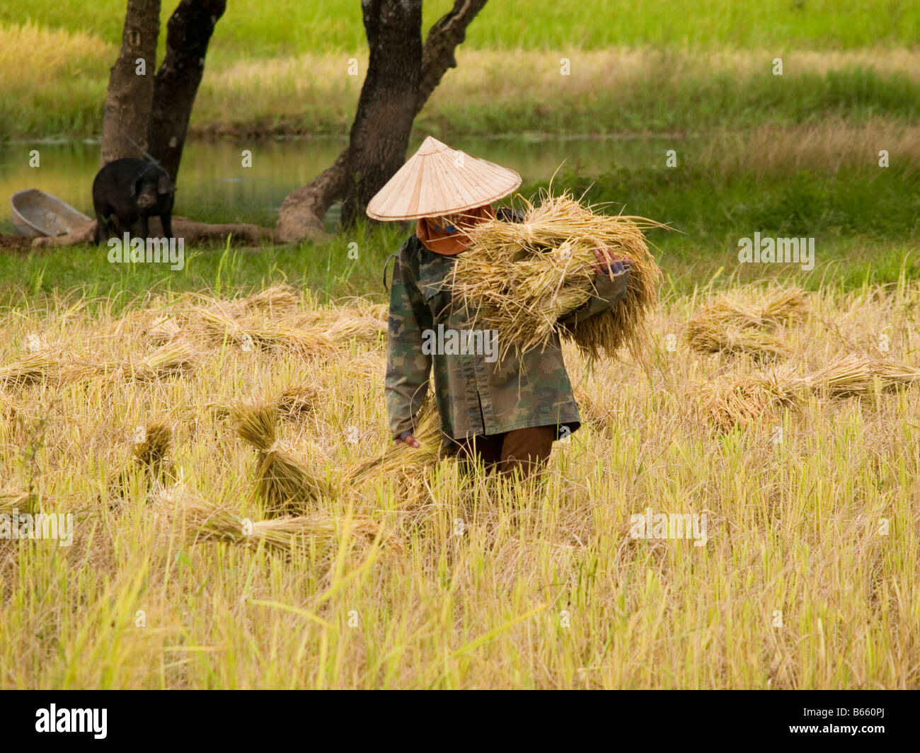 farmer carrying rice bundles on Don Khong island in southern Laos Stock ...