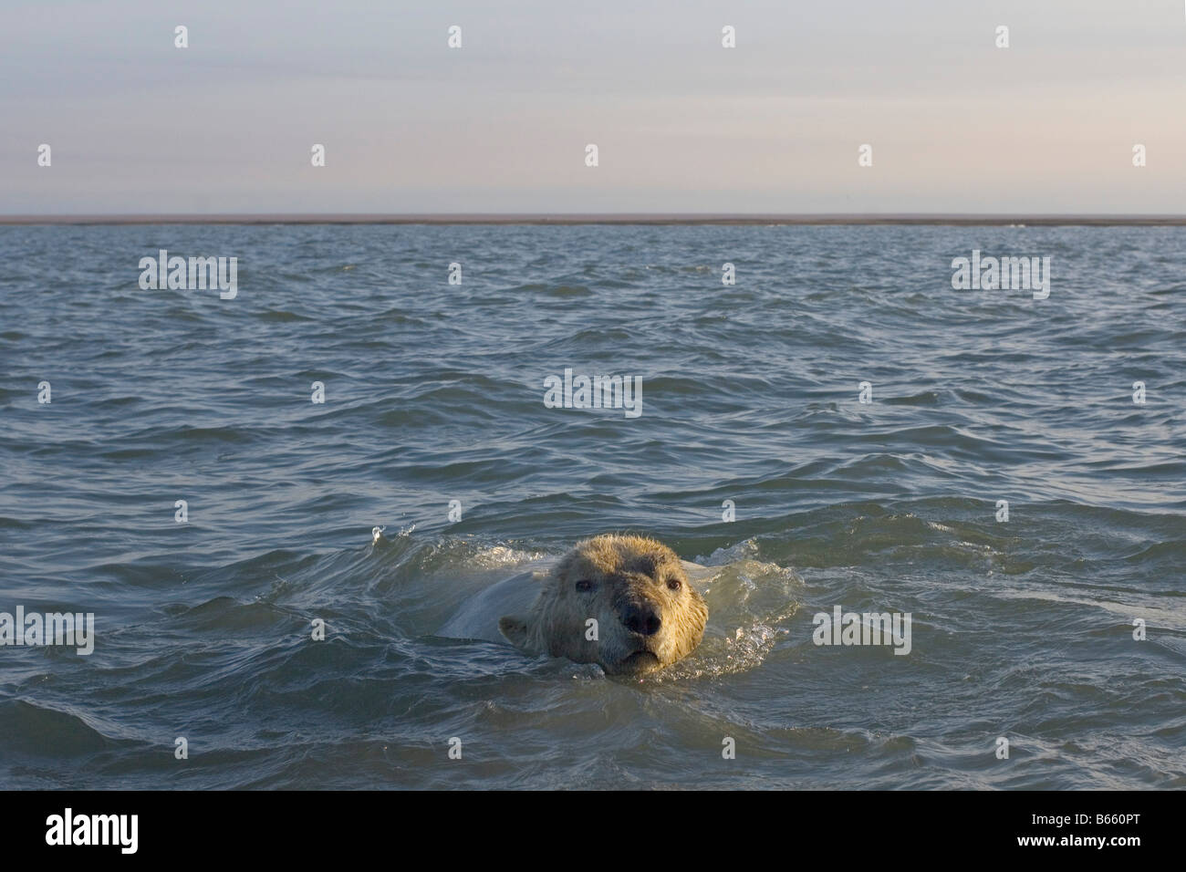 polar bear Ursus maritimus adult senior male, boar swimming in the ...