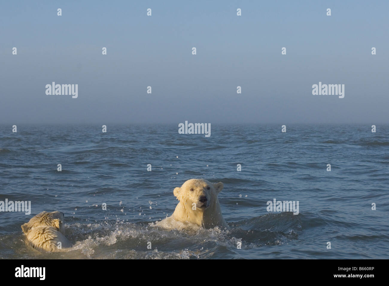 polar bear ,Ursus maritimusm, male, boar adults swimming in the coastal ...