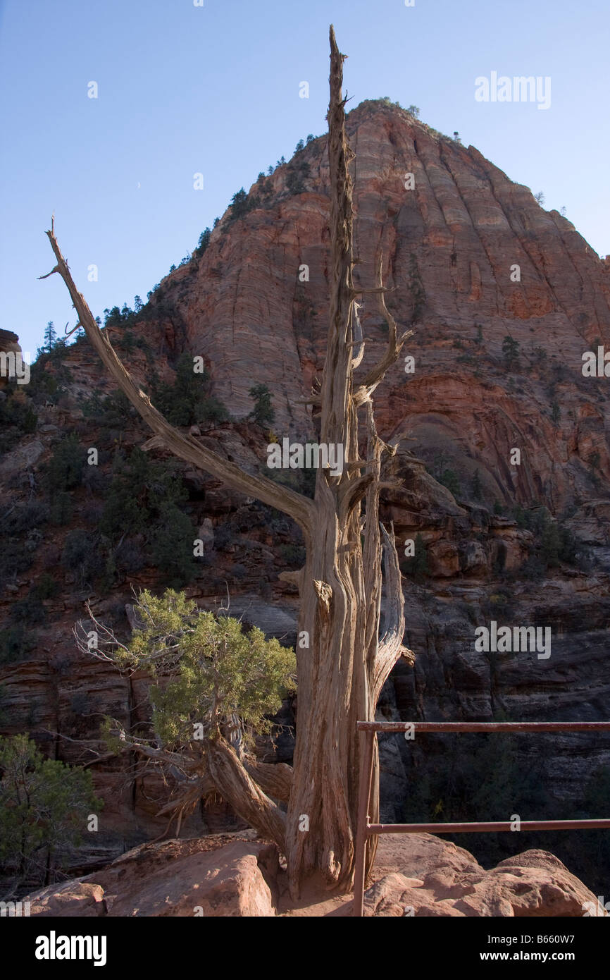 tree and pyramid Stock Photo - Alamy