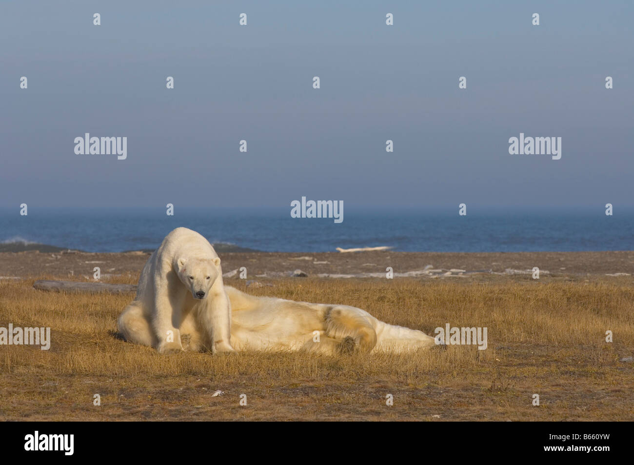 polar bear Ursus maritimus large adult males rest together on Bernard ...