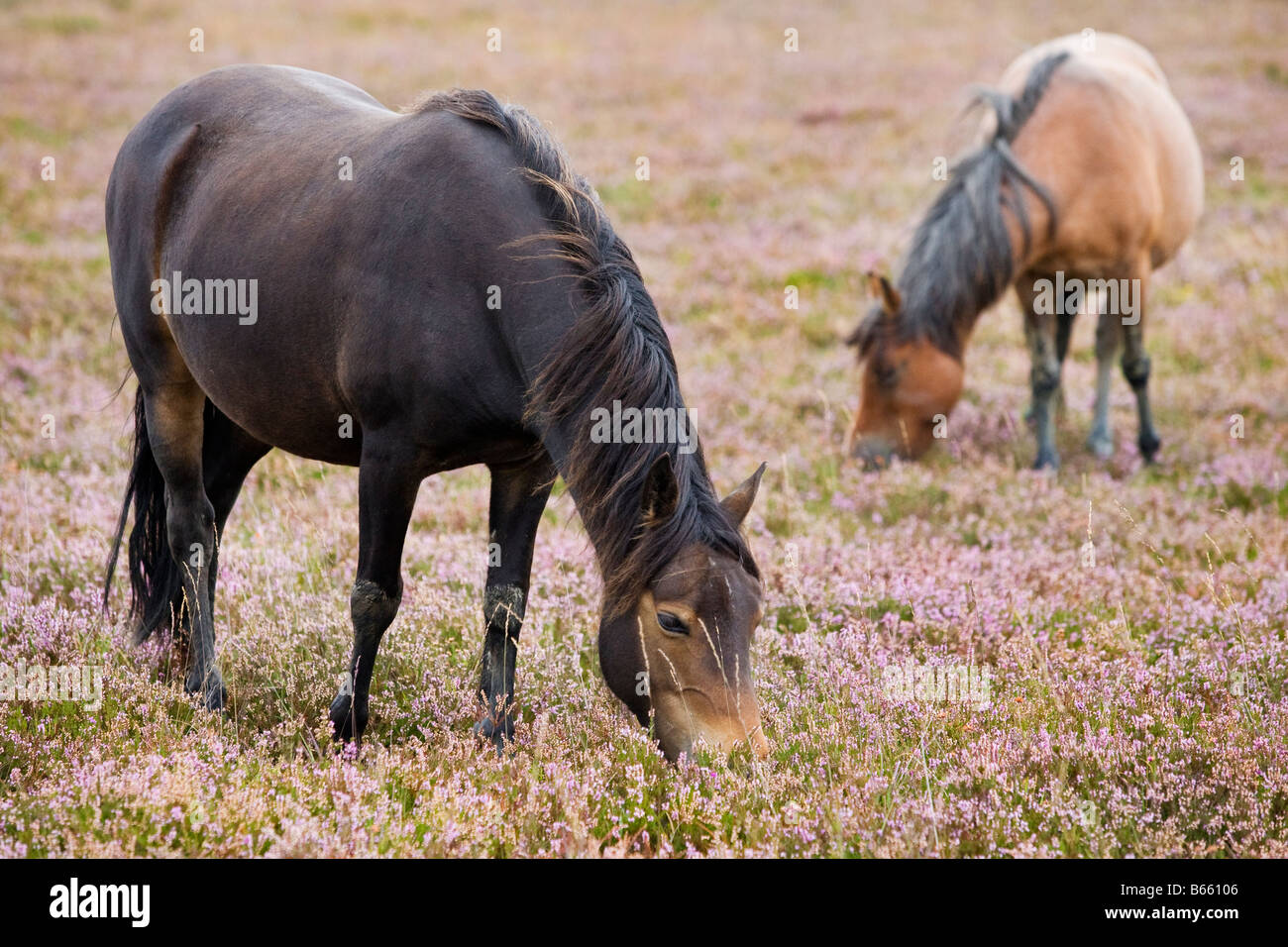 Two Ponies grazing in The New Forest, England Stock Photo - Alamy