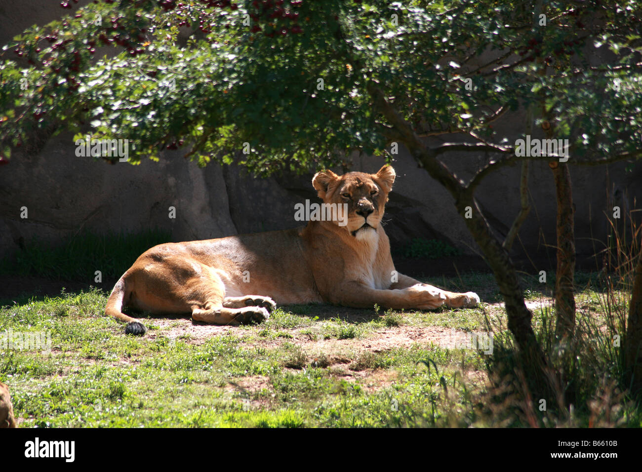 Lion under tree hi-res stock photography and images - Alamy