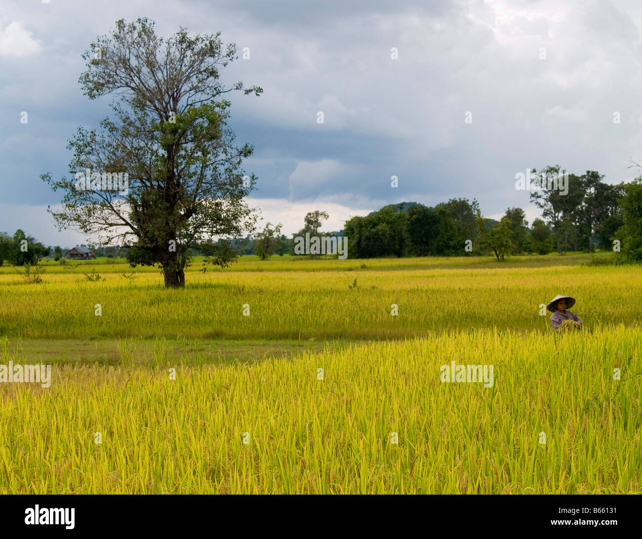 scenes from the rice harvest on Don Khong island in Laos Stock Photo ...