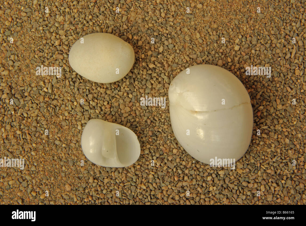 White shell sea hi-res stock photography and images - Alamy