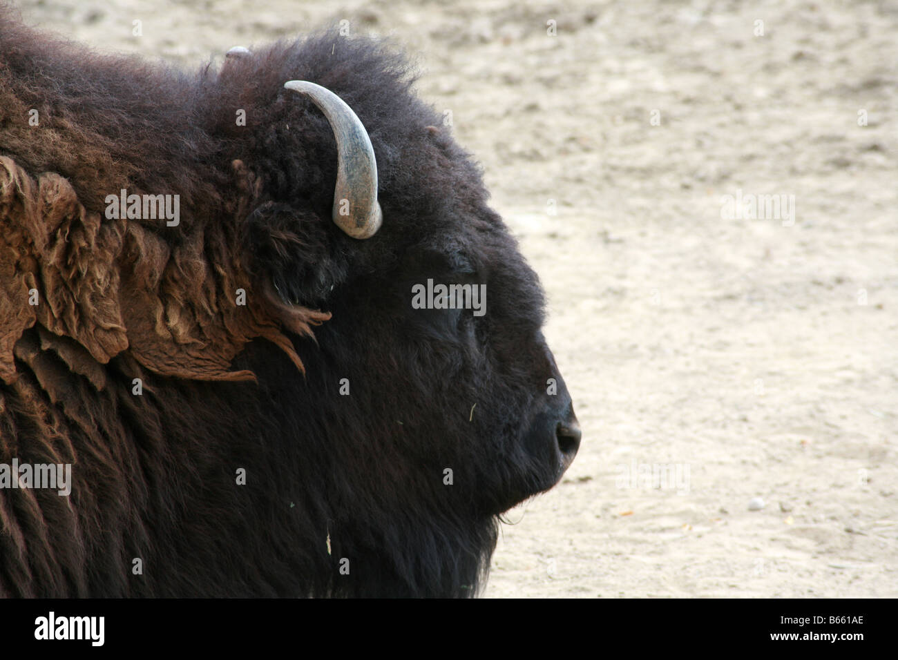 A buffalo headshot Stock Photo - Alamy