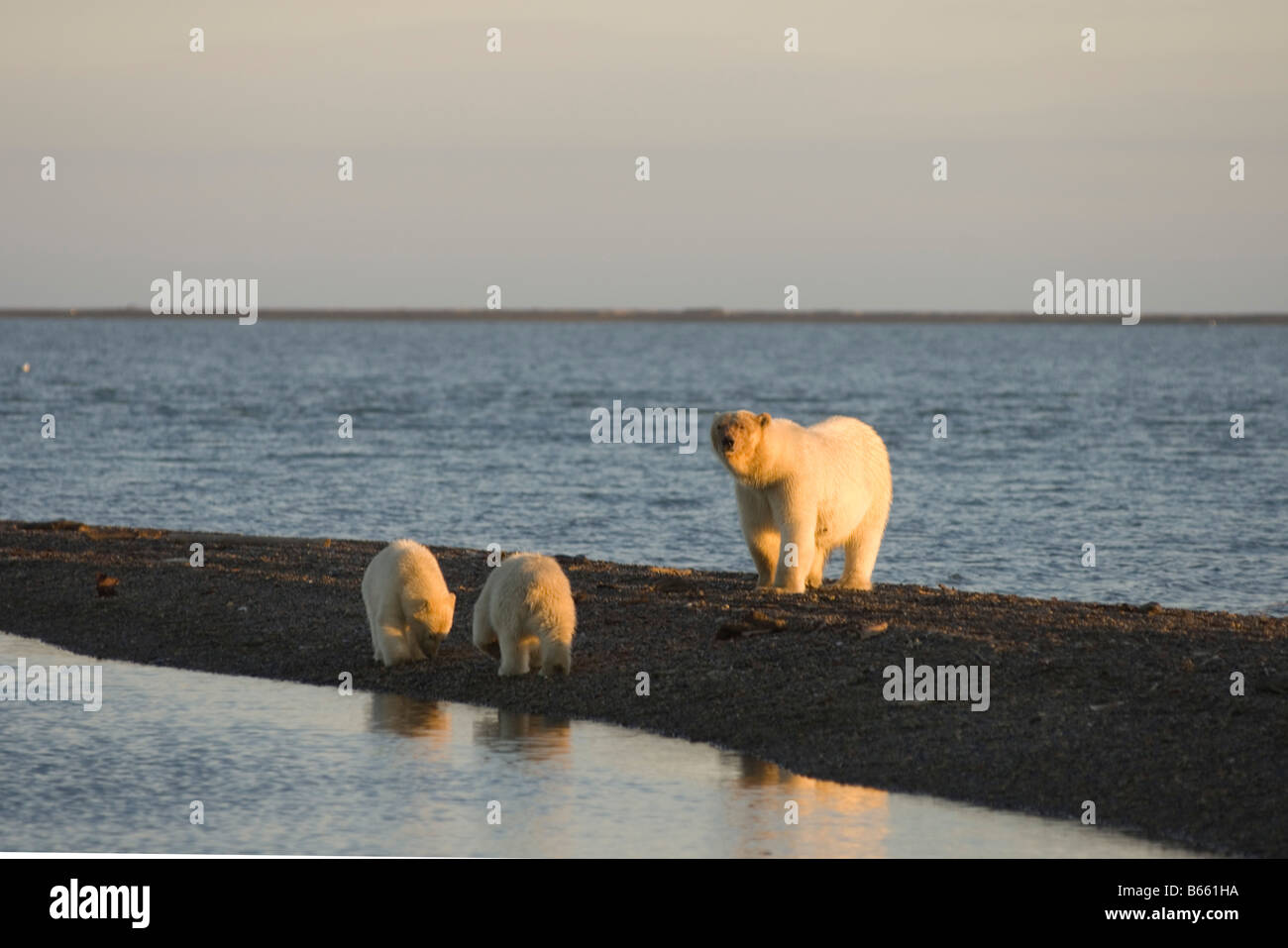 polar bear Ursus maritimus sow with cubs along a sandspit Barter Island ...