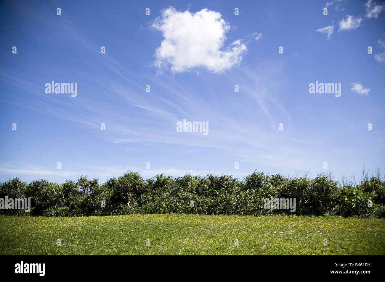 Jungle and clear sky hi-res stock photography and images - Alamy