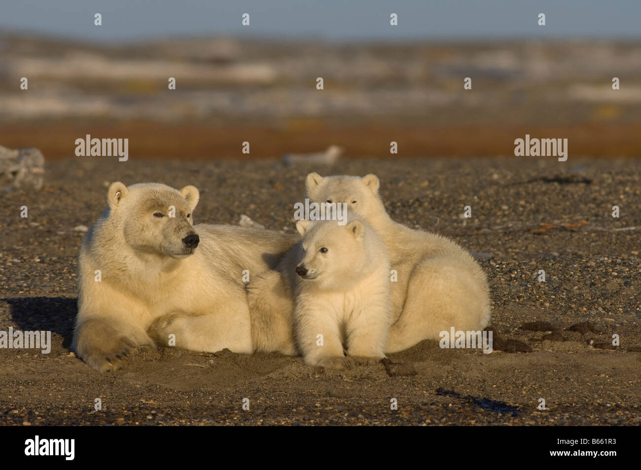 polar bear Ursus maritimus sow with cubs rest on Bernard Spit as they ...