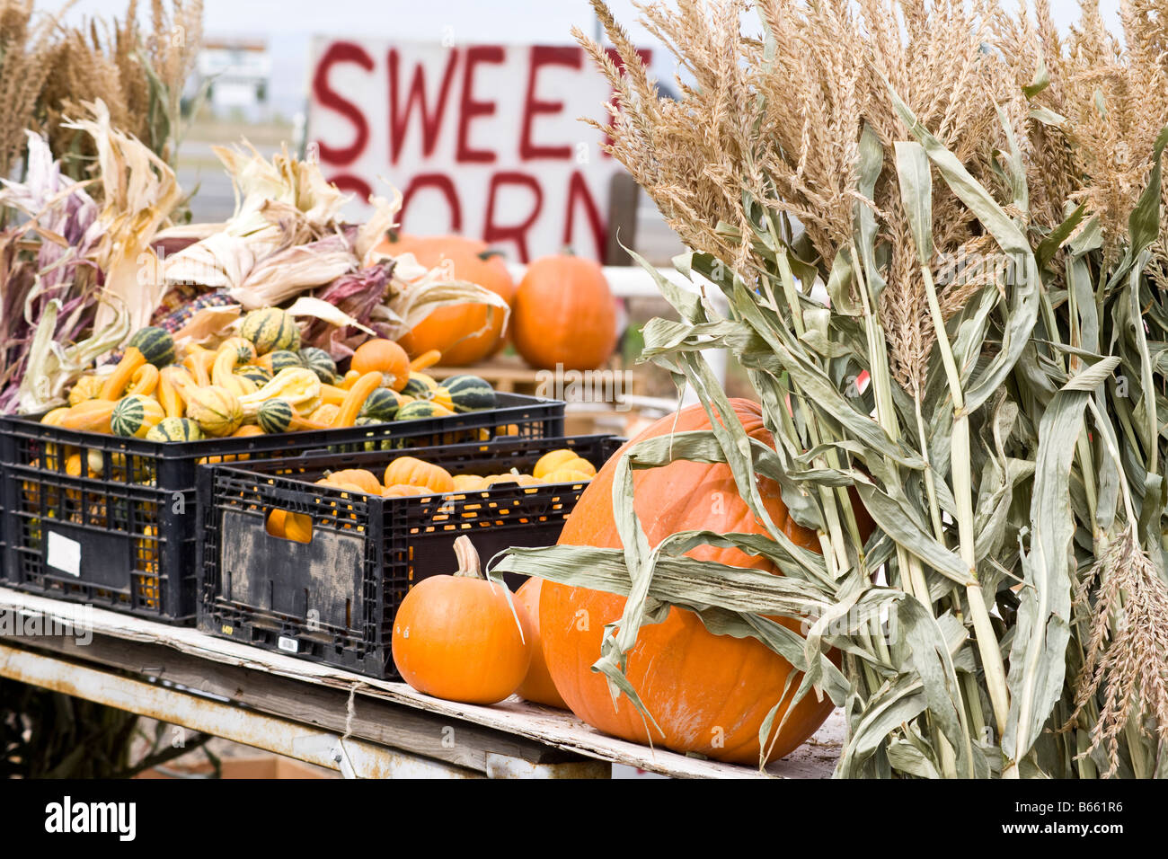 Farmers market selling corn and pumpkins Stock Photo - Alamy