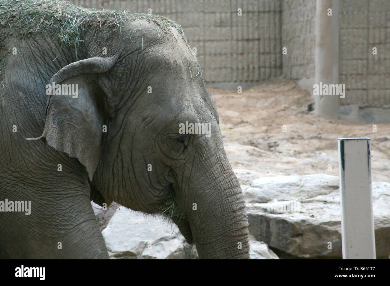 An elephant in a zoo eating hay Stock Photo - Alamy