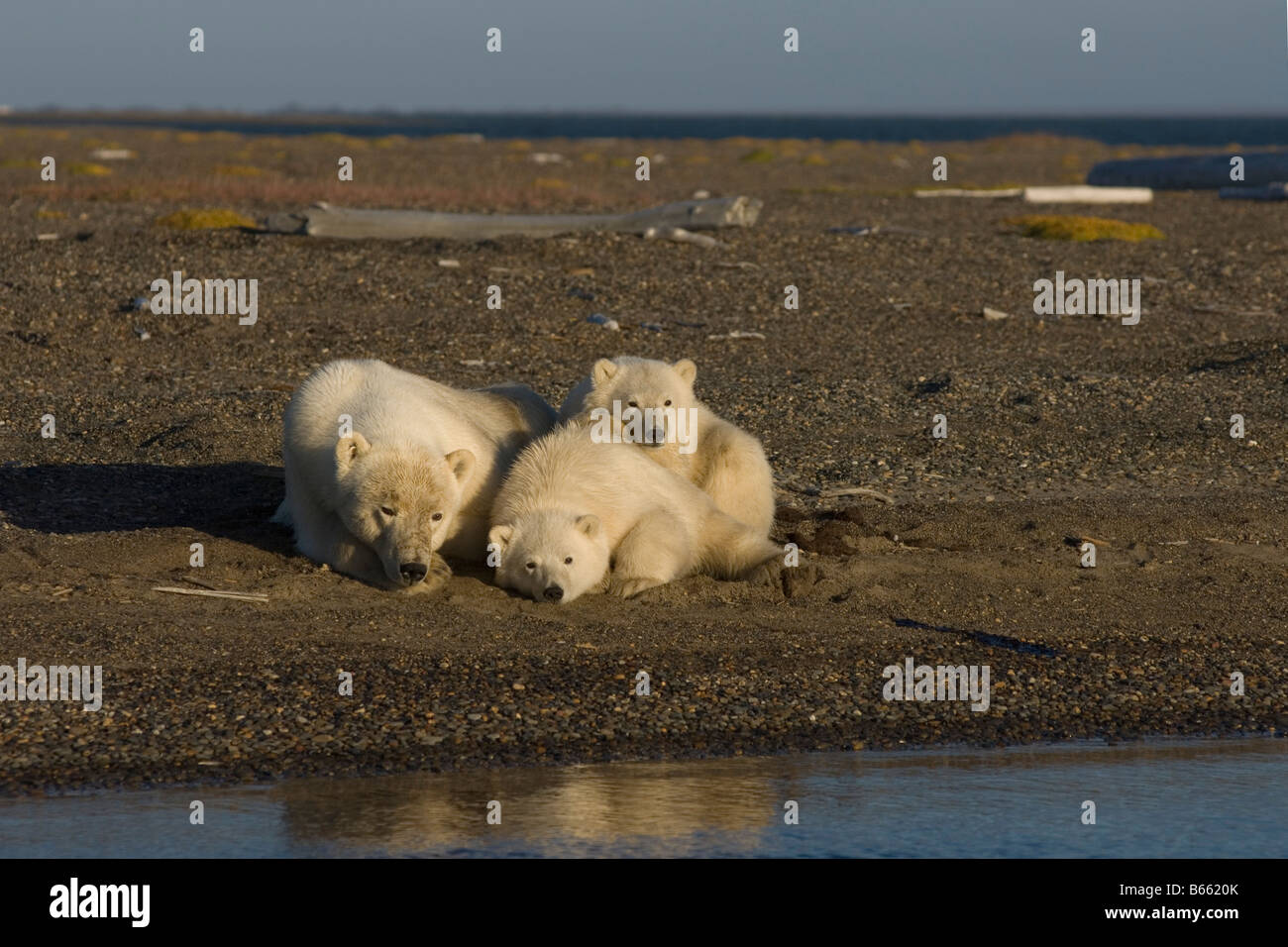 polar bear Ursus maritimus sow with cubs rest on Bernard Spit as they ...