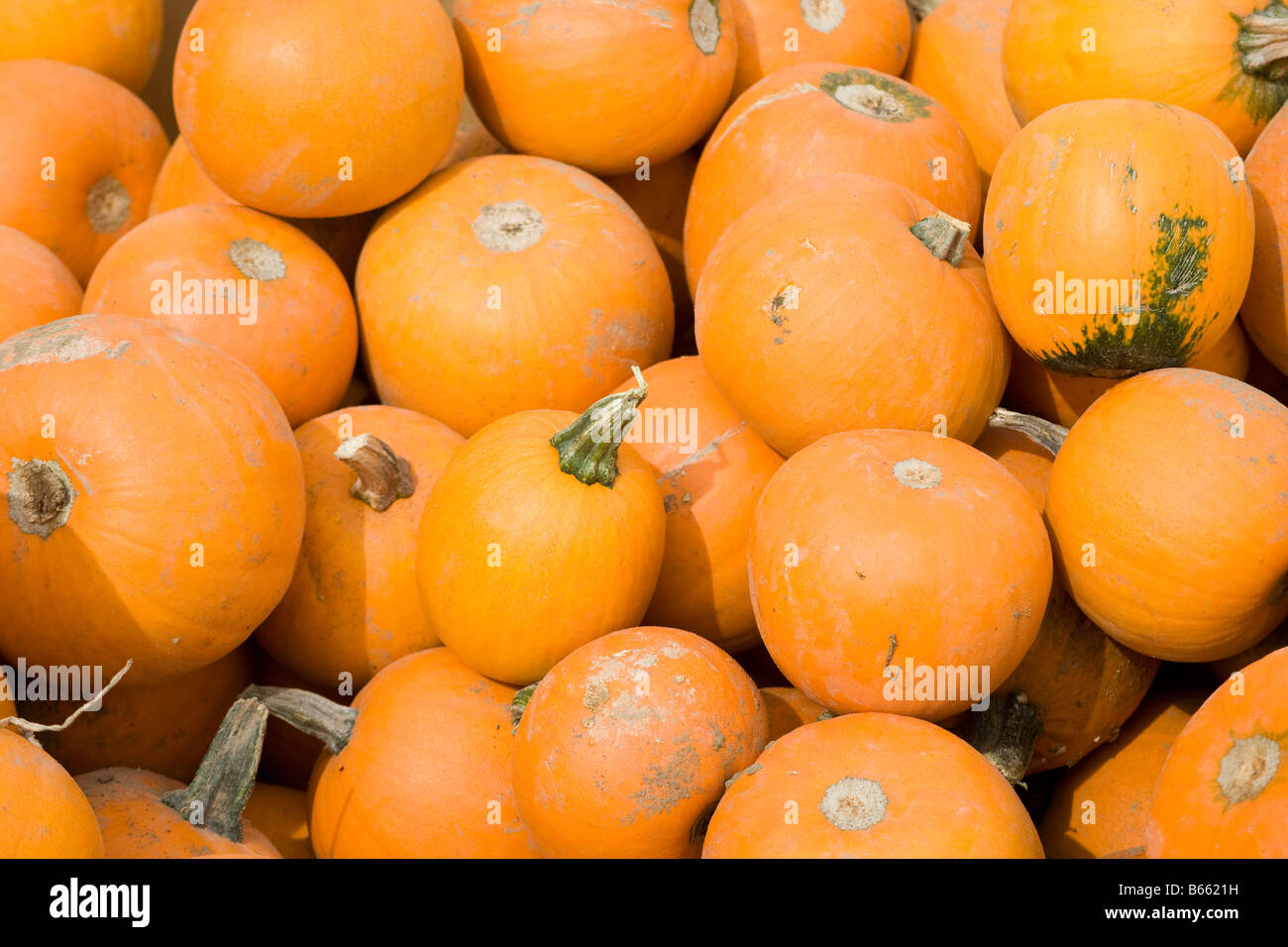 A bunch of pumpkins piled together Stock Photo - Alamy