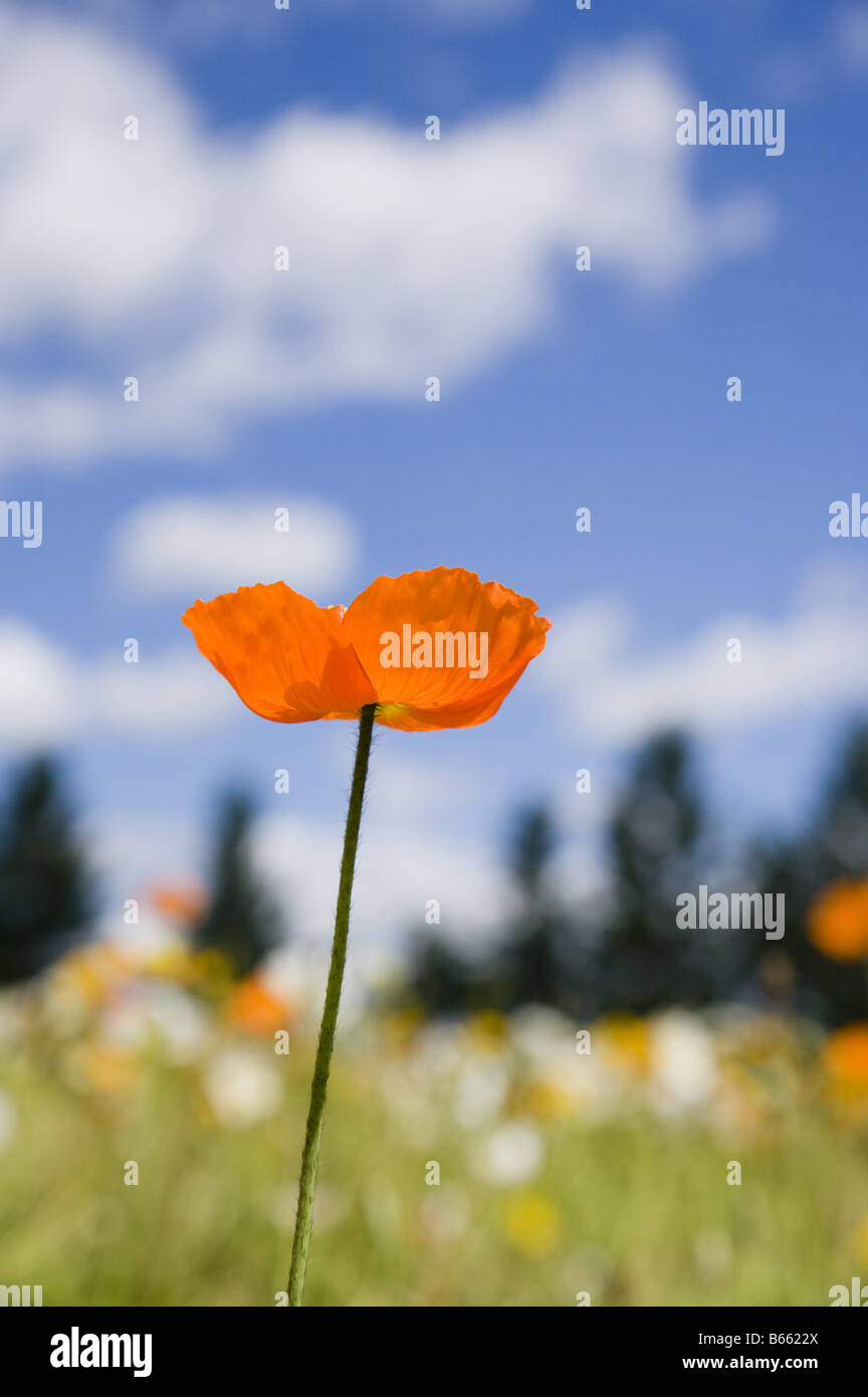 Close up of a single poppy flower Stock Photo - Alamy