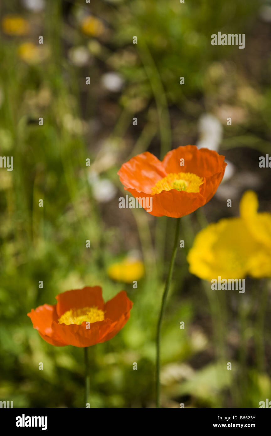 Two vibrant poppy flowers hi-res stock photography and images - Alamy