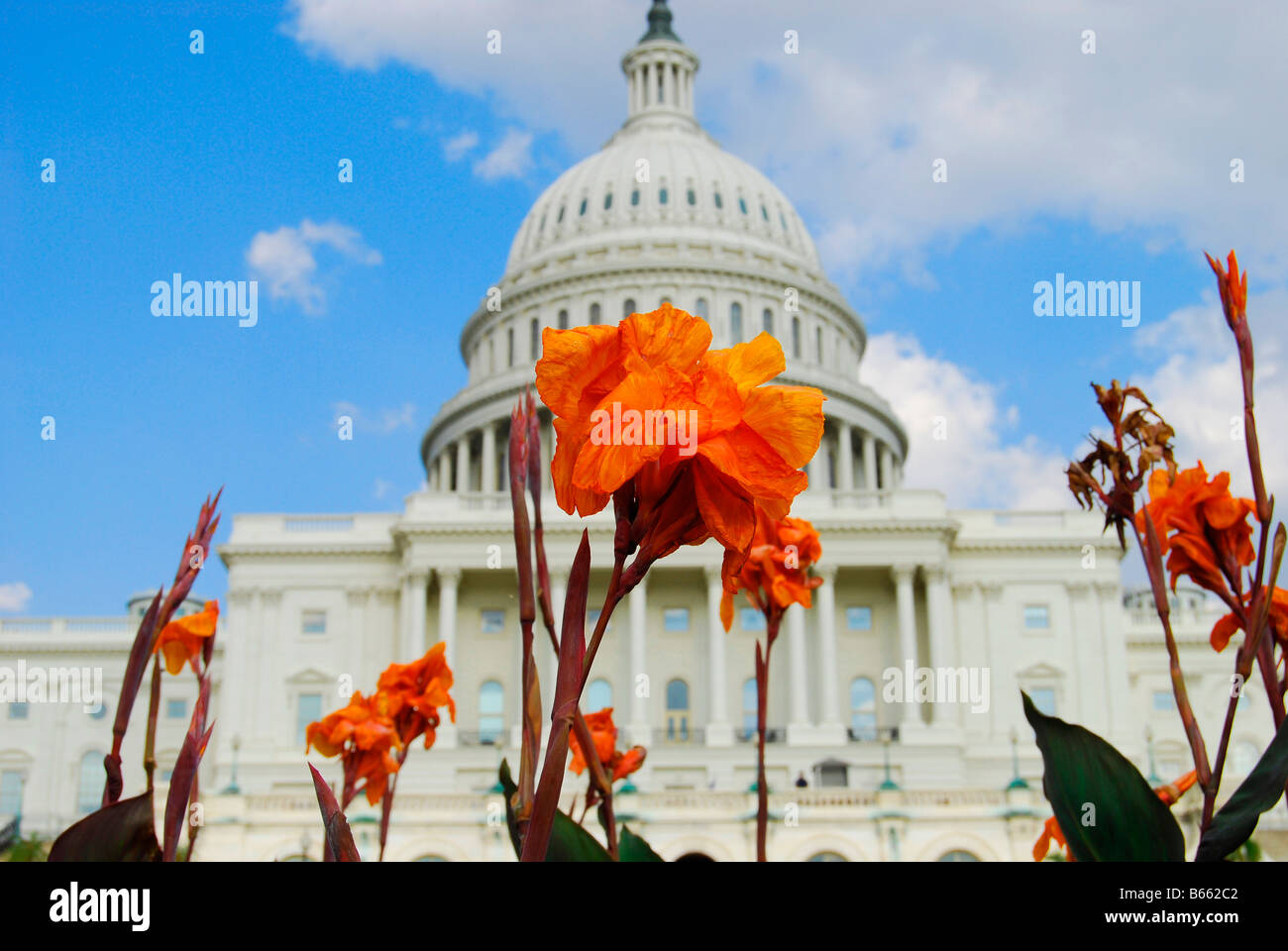 Flowers in front of the Capitol Building Stock Photo - Alamy