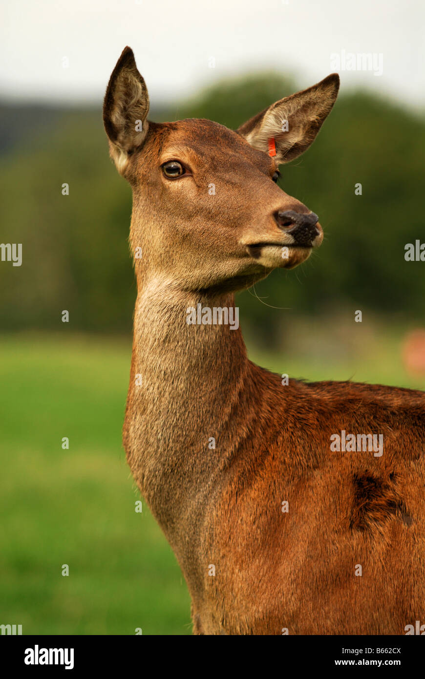 A Deer at Longleat Stock Photo - Alamy