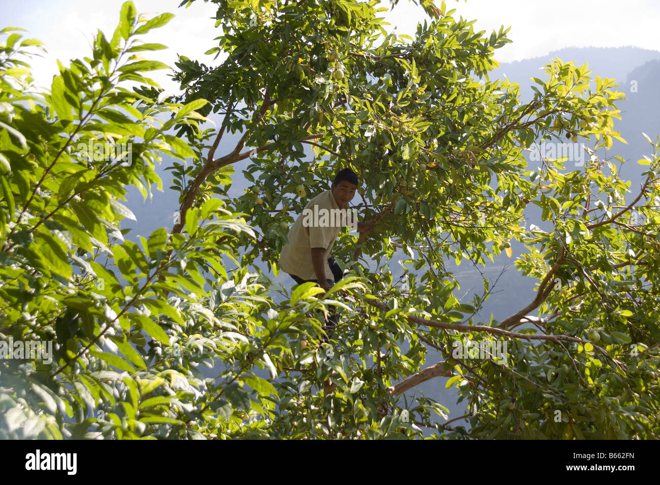 Nepalese tree hi-res stock photography and images - Alamy