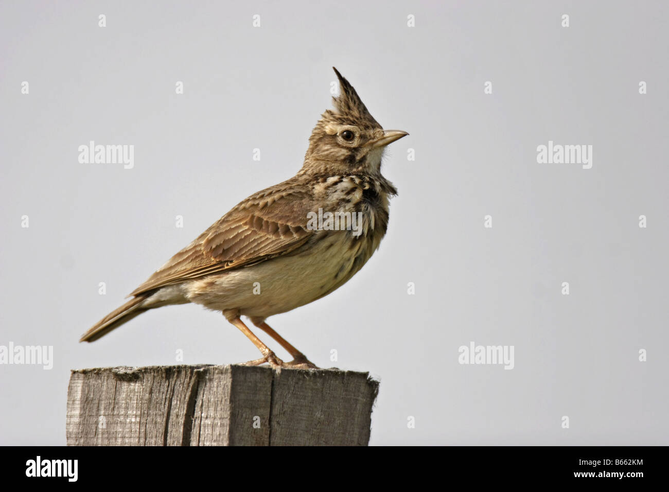 Haubenlerche Lerche Crested Lark Galerida cristata Stock Photo - Alamy