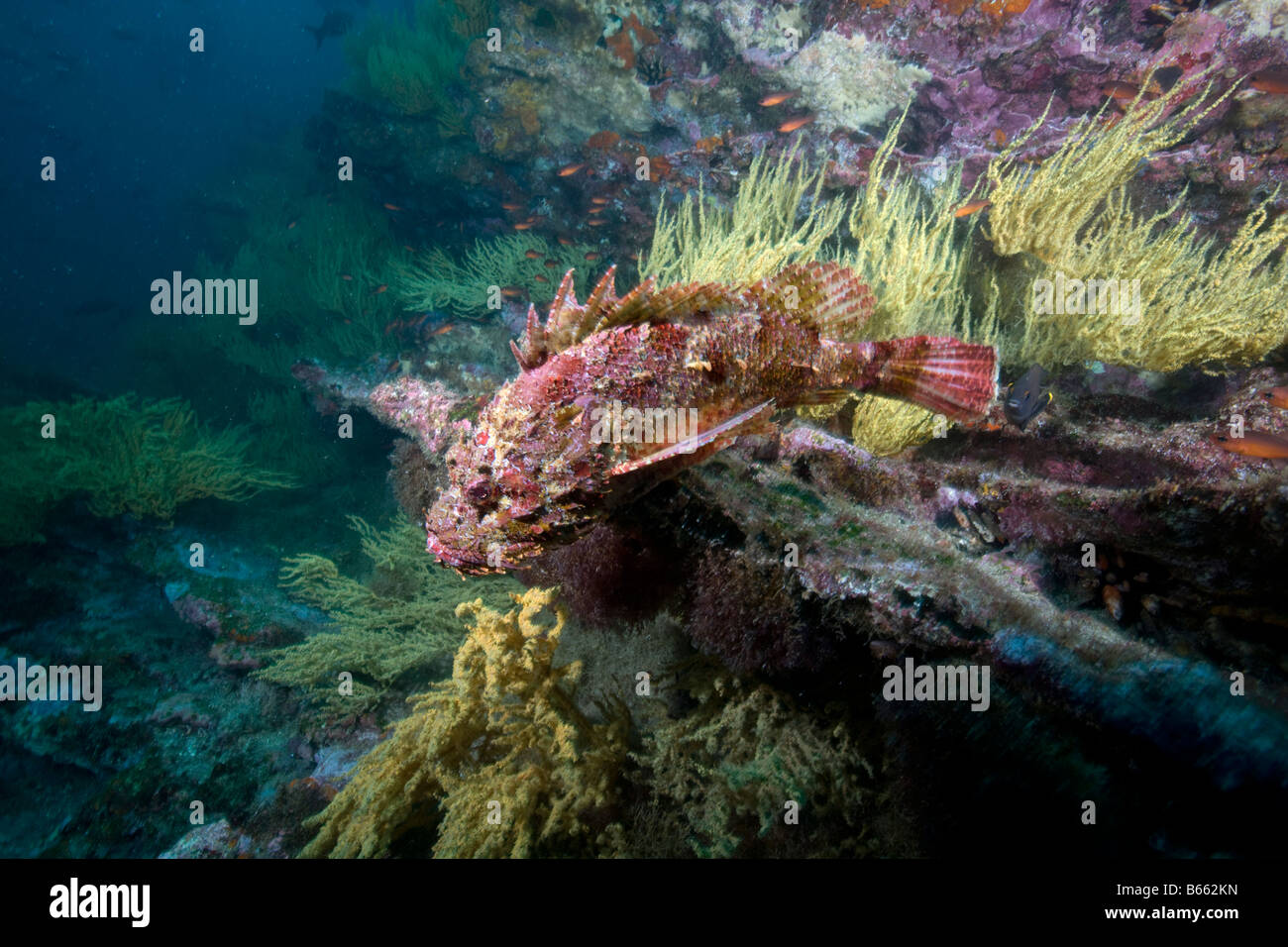 Ecuador Galapagos Islands National Park Cousins Rock Stone Scorpionfish ...