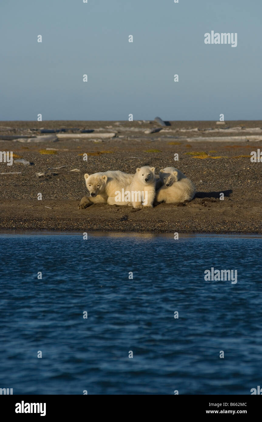 polar bear Ursus maritimus sow with cubs rest on Bernard Spit as they ...