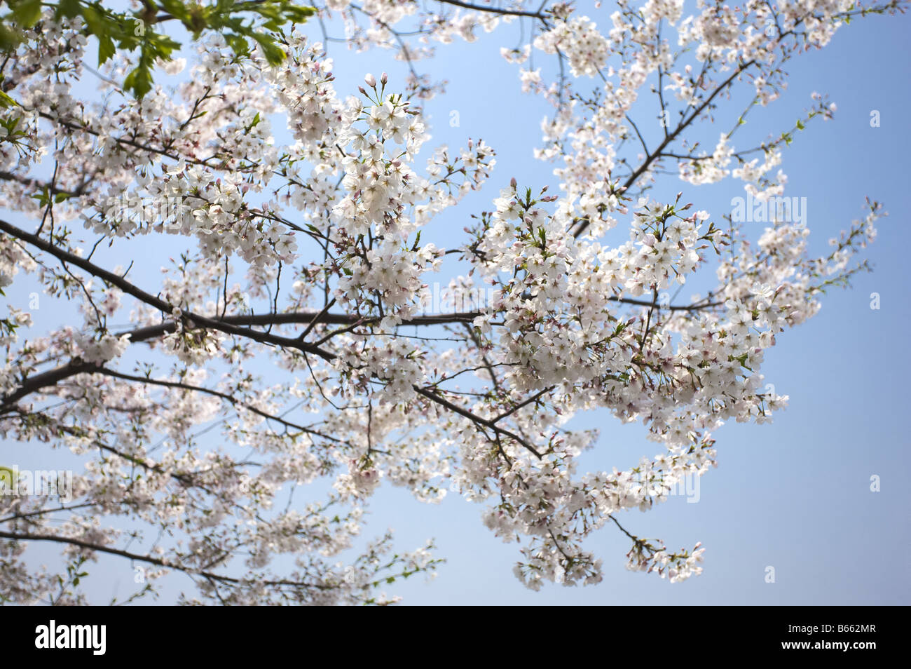 Nature in shanghai hi-res stock photography and images - Alamy