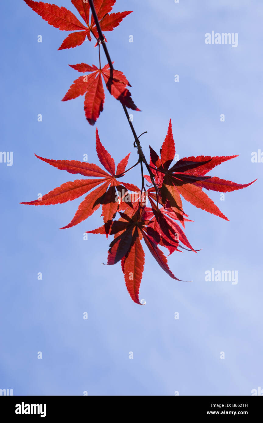 Maple tree china hi-res stock photography and images - Alamy