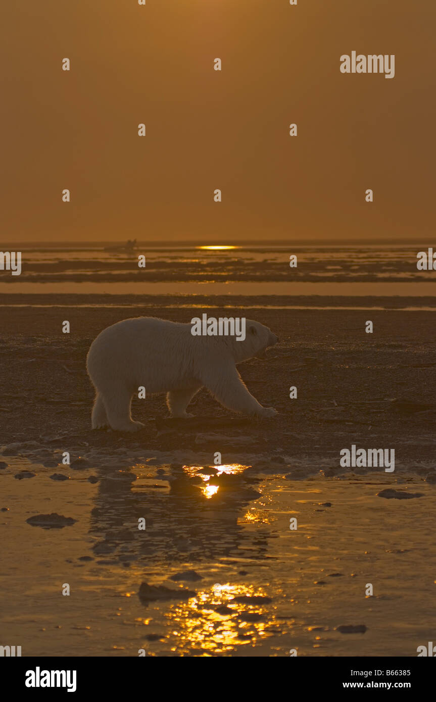 polar bear Ursus maritimus sow walking along Bernard Spit at sunrise ...