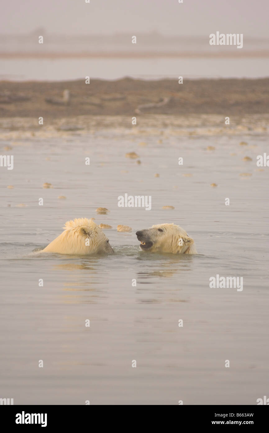 polar bear Ursus maritimus adults playing in waters off Barter Island ...