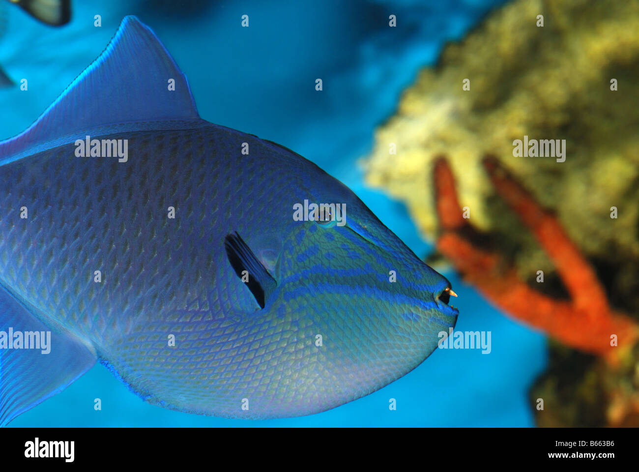 Exotic fish The sea wild world of the tropical seas Stock Photo - Alamy